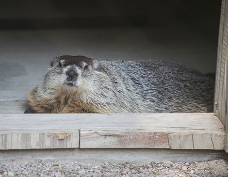 Buckeye Chuck, Ohio’s Weather-Predicting Groundhog, Now Lives in Cleveland