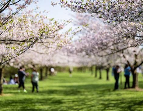 3 Cherry Blossom Hotspots in Northeast Ohio